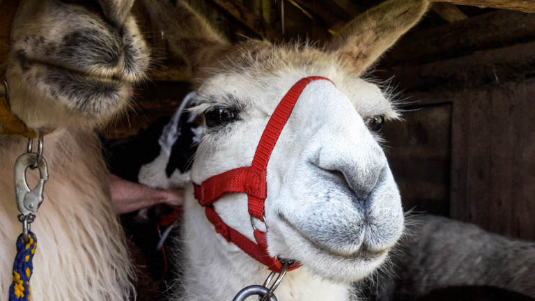 Lamawandern in den Ammergauer Alpen | auf-den-berg.de
