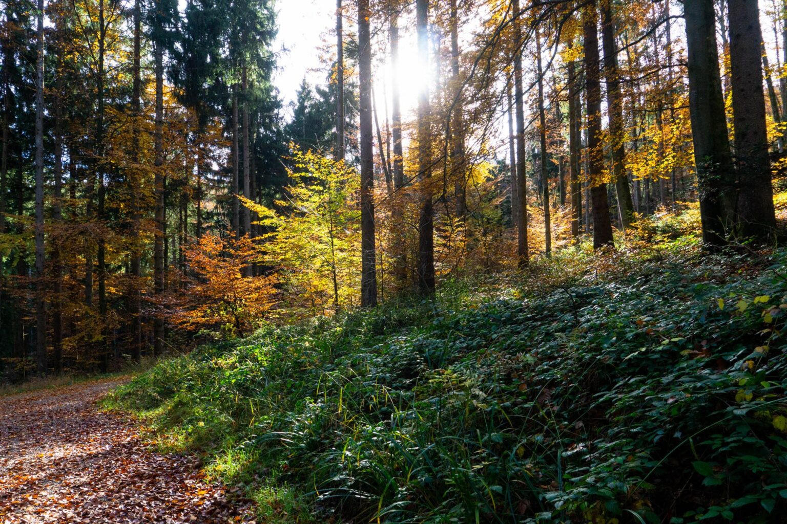 Wanderung auf den Taubenberg | auf-den-berg.de